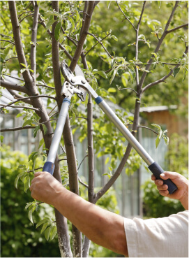 Gallery - Absolute Tree Care - Arborist Phillip Island - Cowes, Victoria