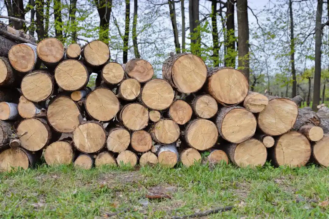 Tree Removal Bass Coast | Absolute Tree Care