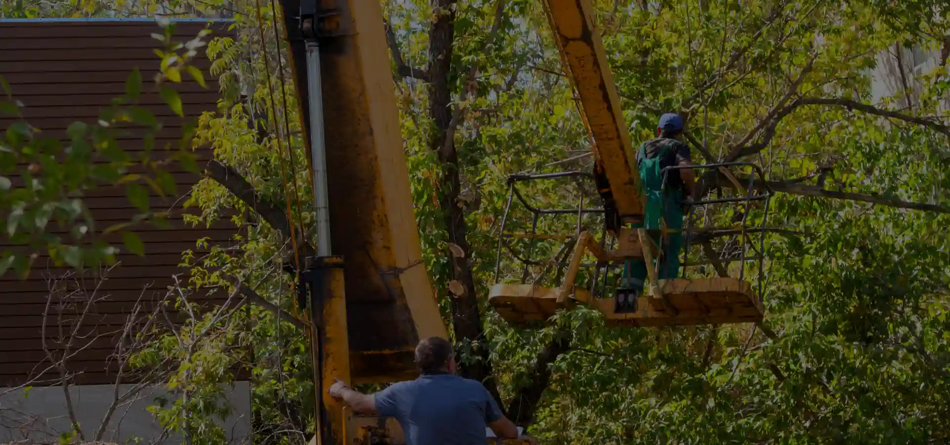 Tree Removal Bass Coast | Absolute Tree Care